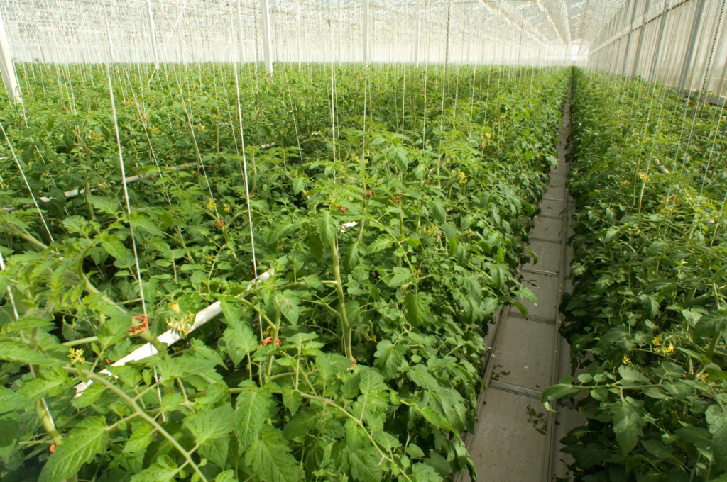 Como Glass House - FMG Engineering