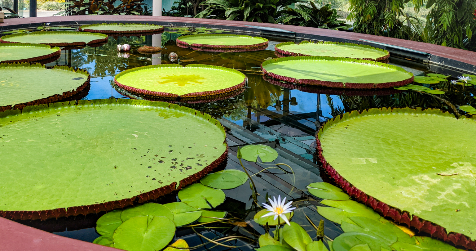 Amazon Waterlily Pond - FMG Engineering